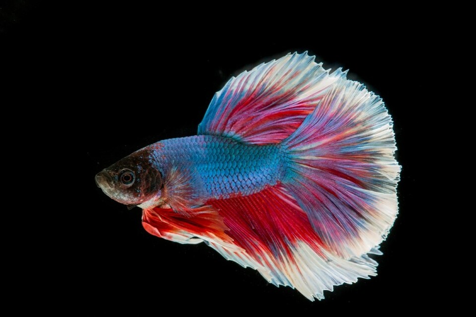 Pet Fish For Sale | Pets Galore Toowoomba