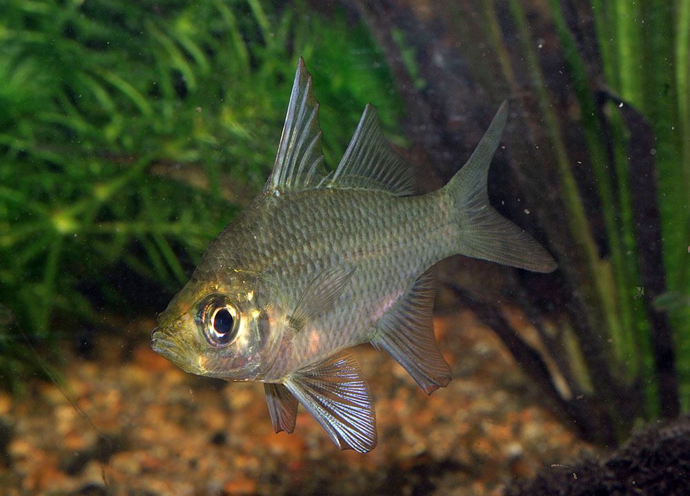 Pet Fish For Sale | Pets Galore Toowoomba