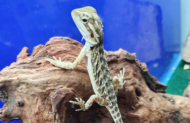 pet lizards perth