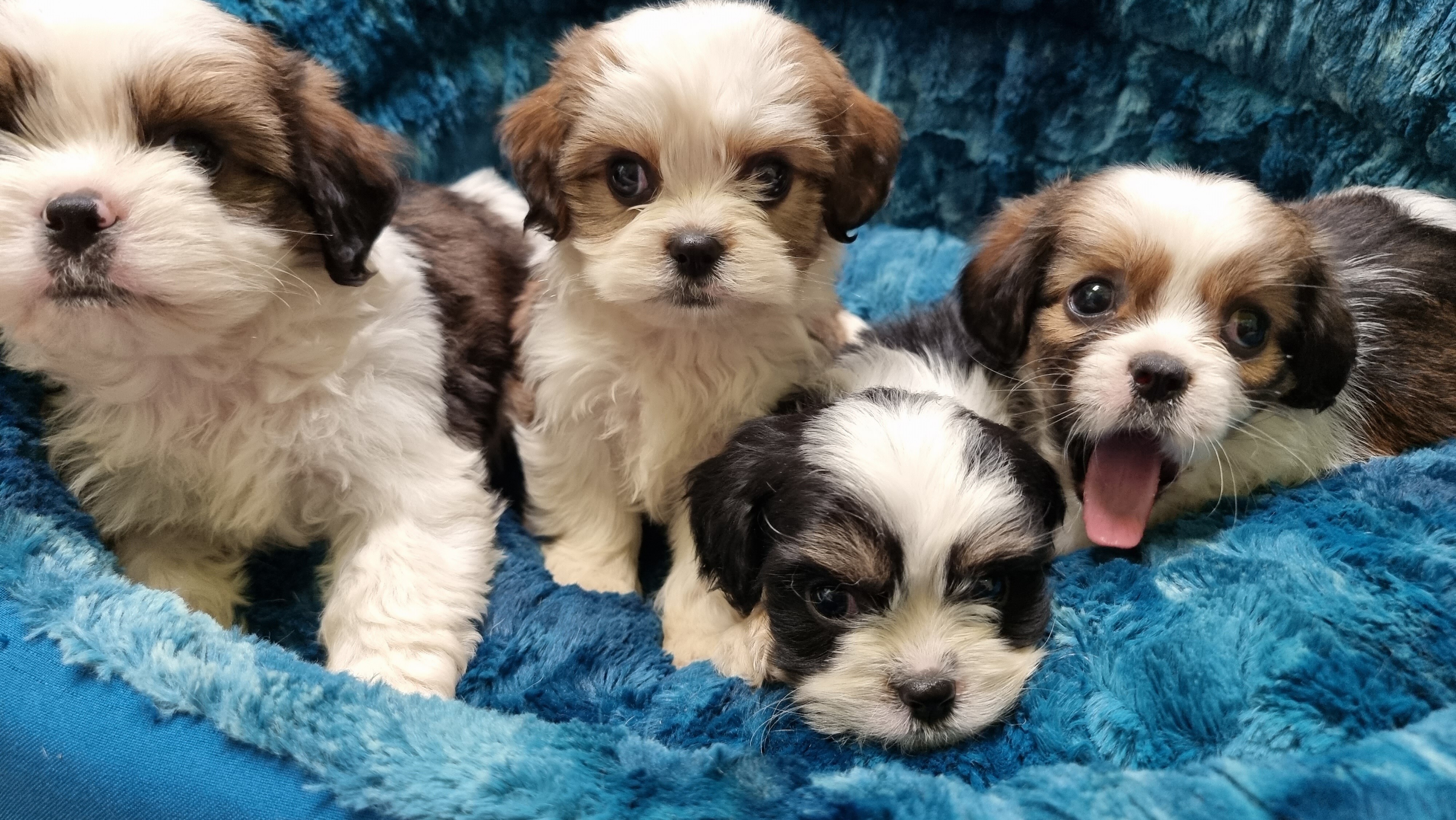 Puppies and Dogs For Sale | Pets Galore in Toowoomba