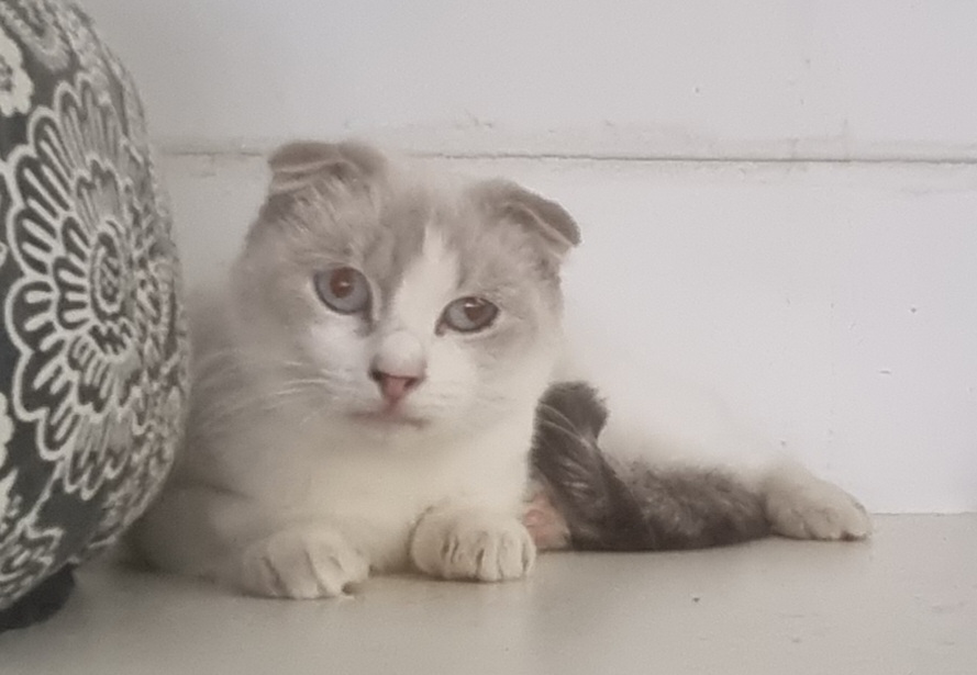 Pet Cats and Kittens for Sale | Pets Galore Toowoomba