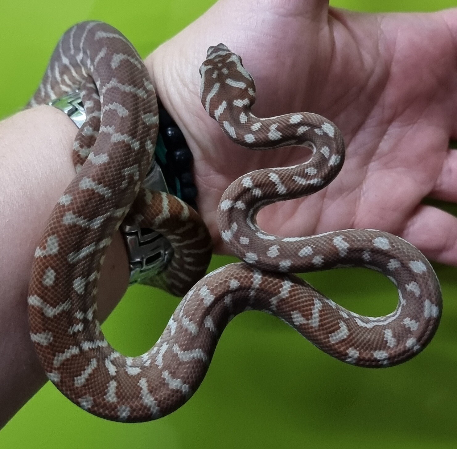 Pet Reptiles for Sale Toowoomba | Pets Galore Pet Shop