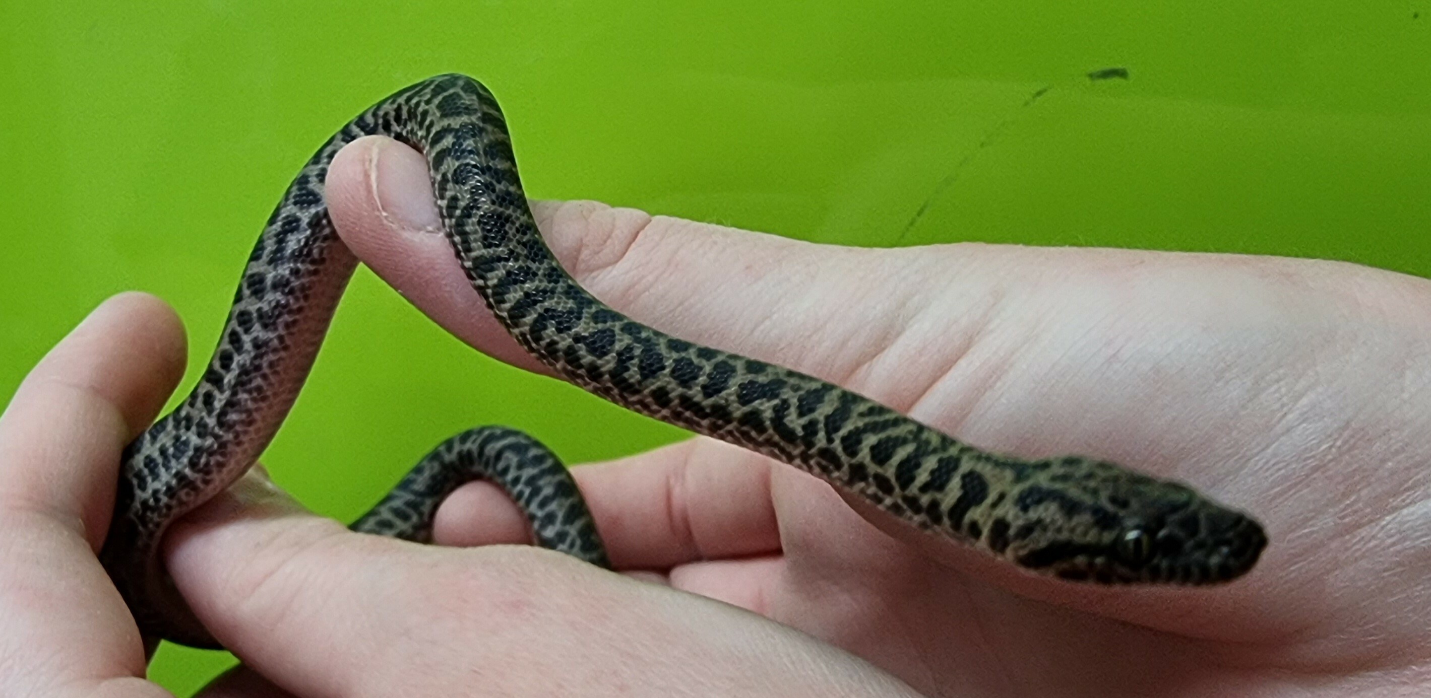 Pet Reptiles for Sale Toowoomba | Pets Galore Pet Shop