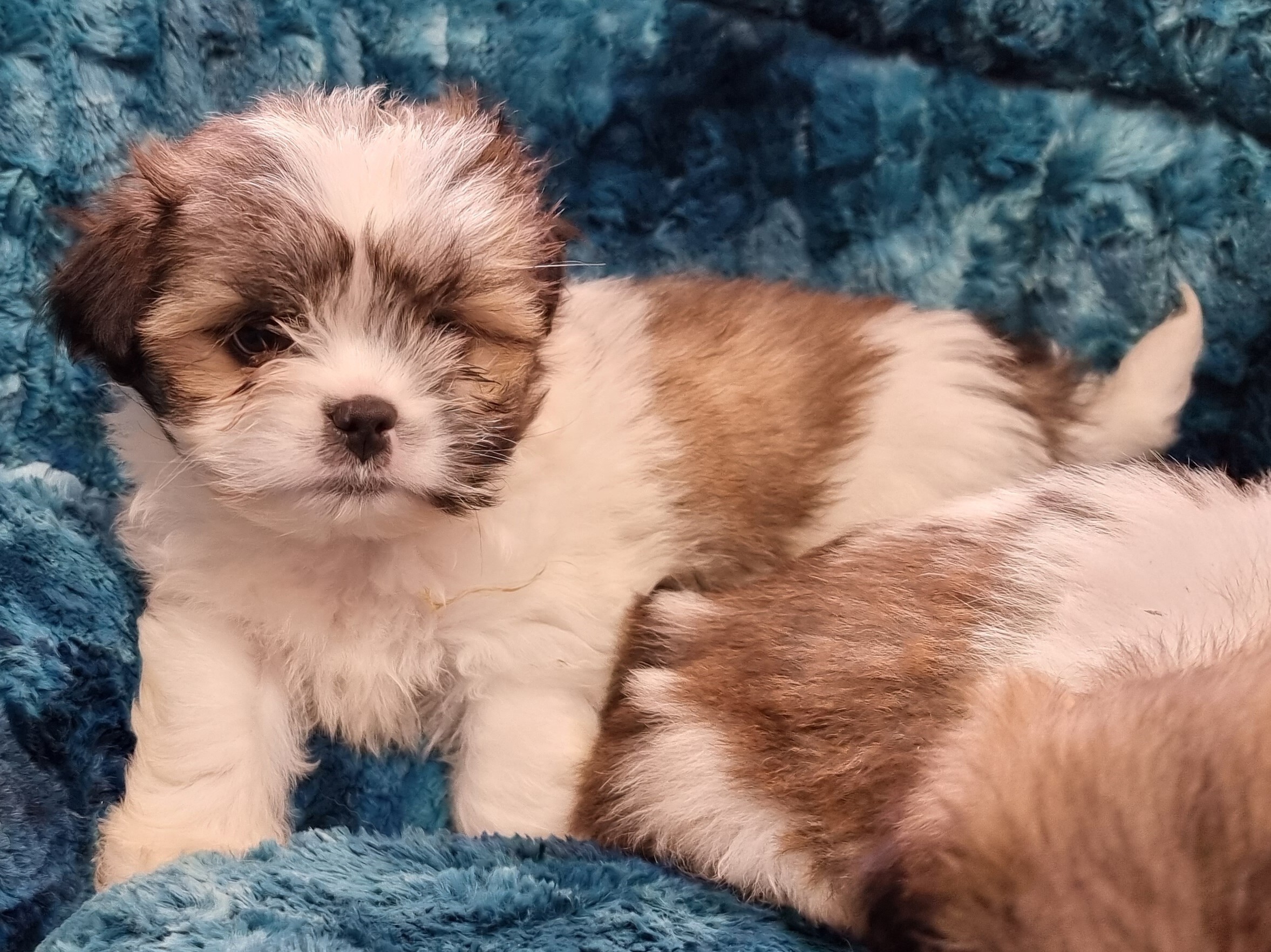 Puppies and Dogs For Sale | Pets Galore in Toowoomba